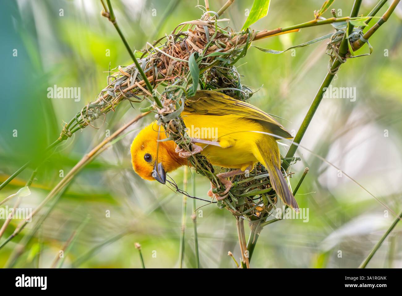 Taveta Weaver - Ploceus castaneiceps, beautiful yellow perching bird ...