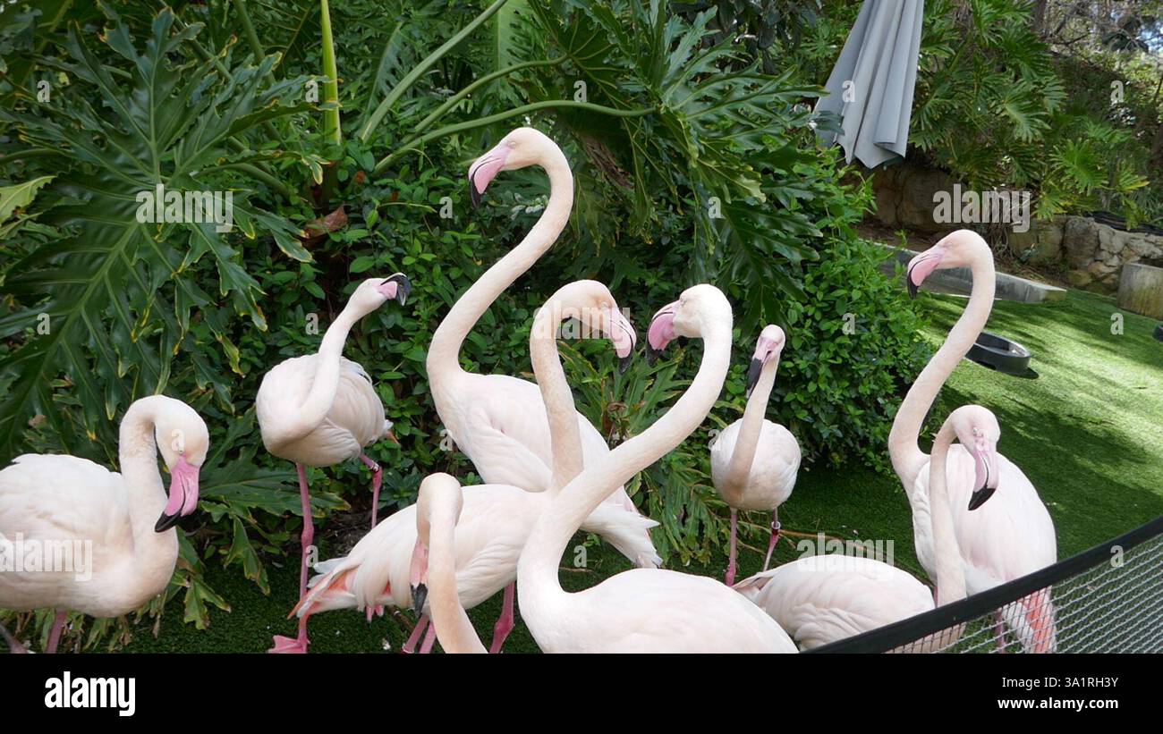 Los Angeles, California, USA 7th March 2025 Flamingos at LA Zoo on ...