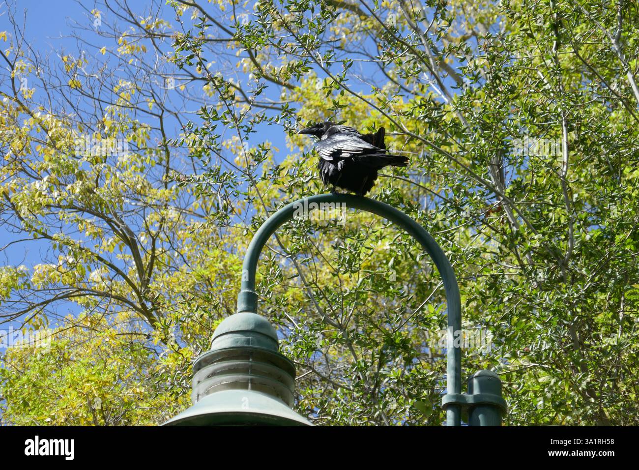 Los Angeles, California, USA 7th March 2025 Raven at LA Zoo on March 7 ...
