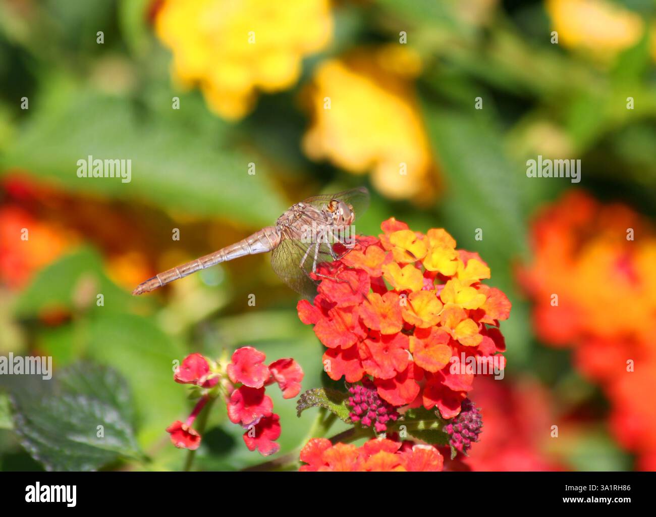 Dragonfly standing on Lantana Flower in Mersin, Turkey Stock Photo - Alamy