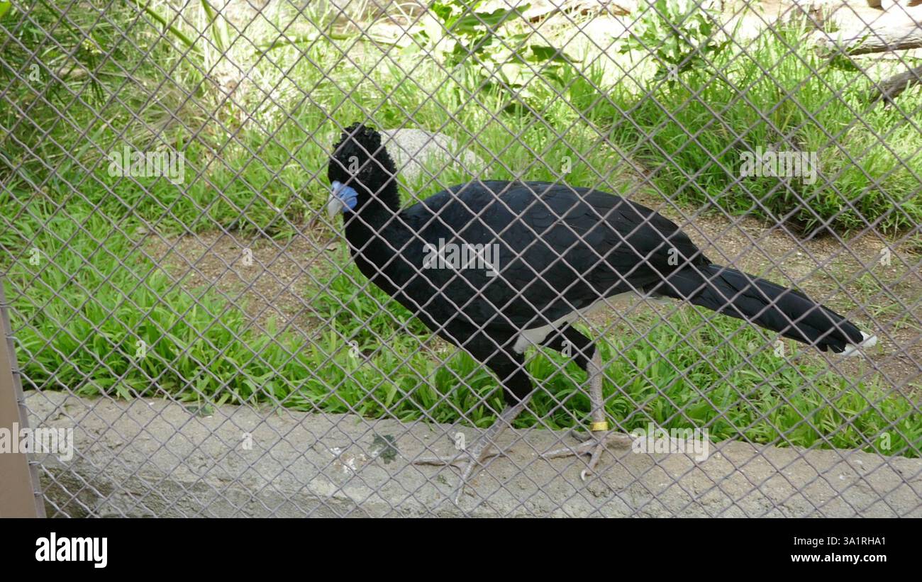 Los Angeles, California, USA 7th March 2025 Blue-billed Curassow Bird ...