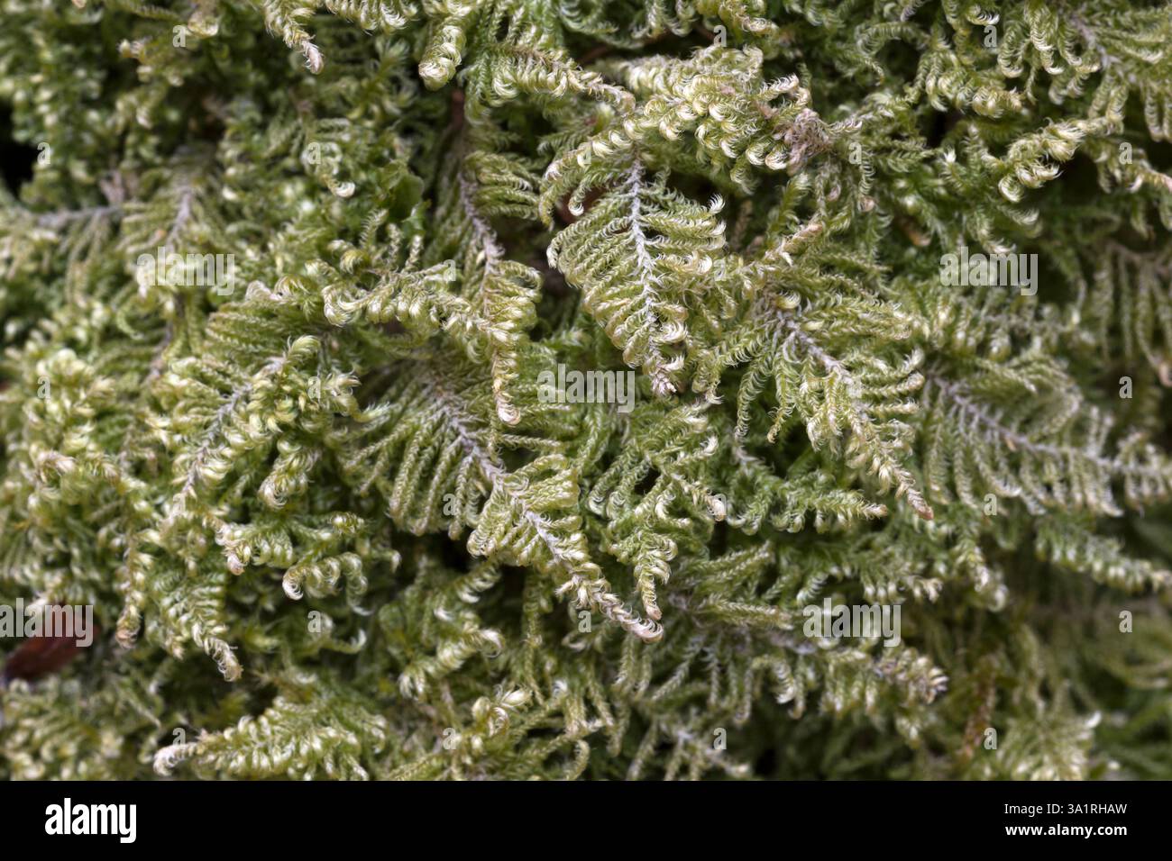 Mollusc ctenidium moss hi-res stock photography and images - Alamy