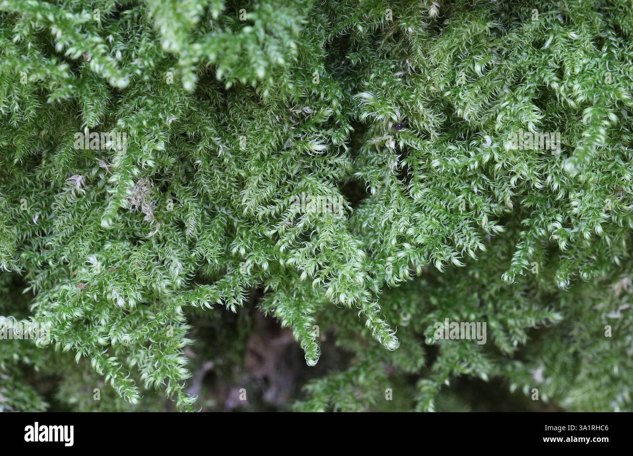 Ctenidium molluscum, the comb-moss, at the base of aspen (Populus ...