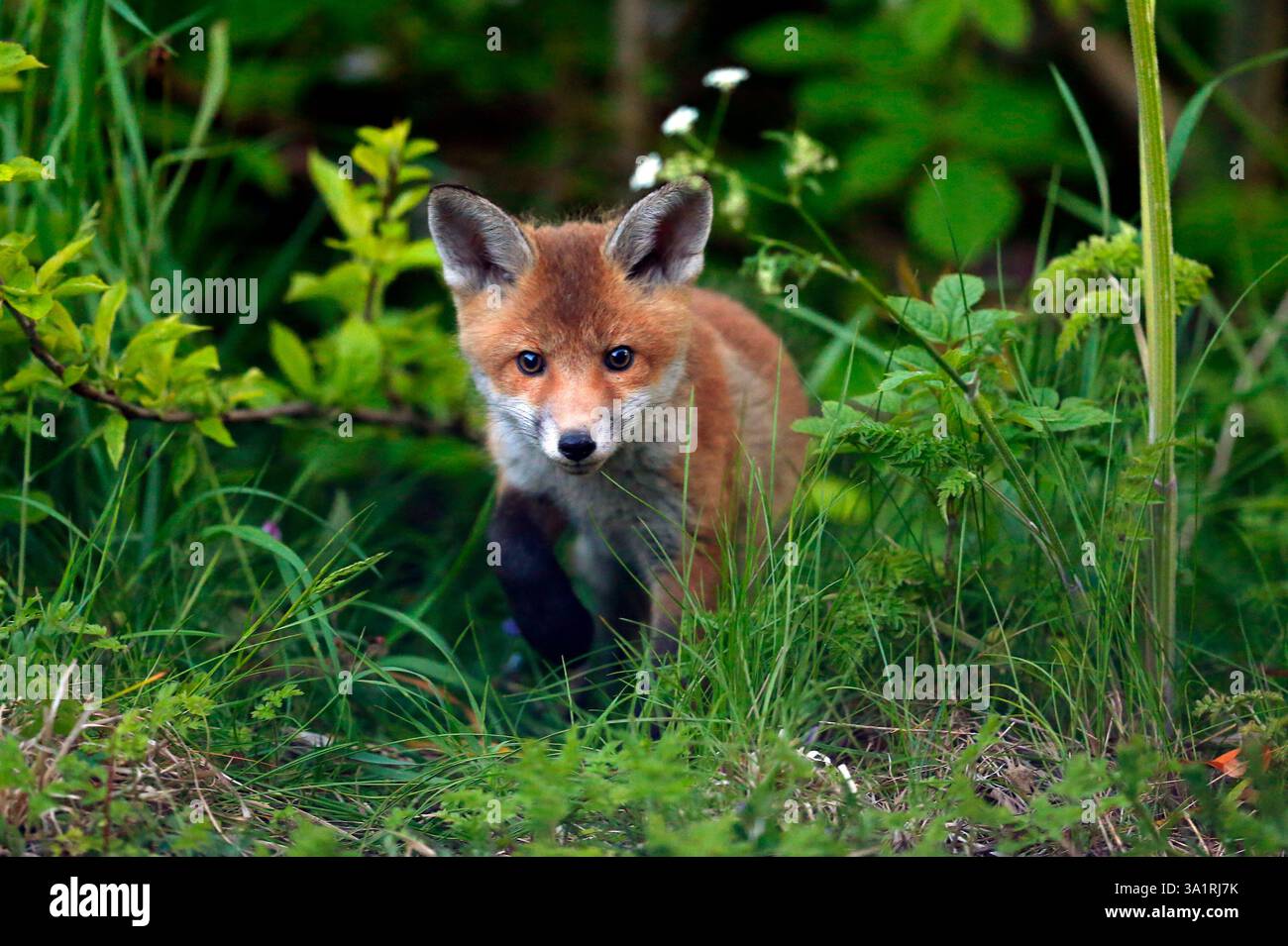 File photo dated 24/05/16 of an urban fox cub at Tynemouth on North ...