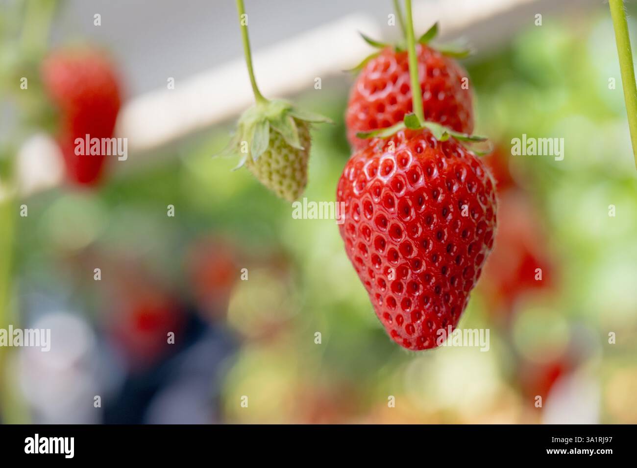 Greenhouse strawberry cultivation. Strawberry picking experience ...