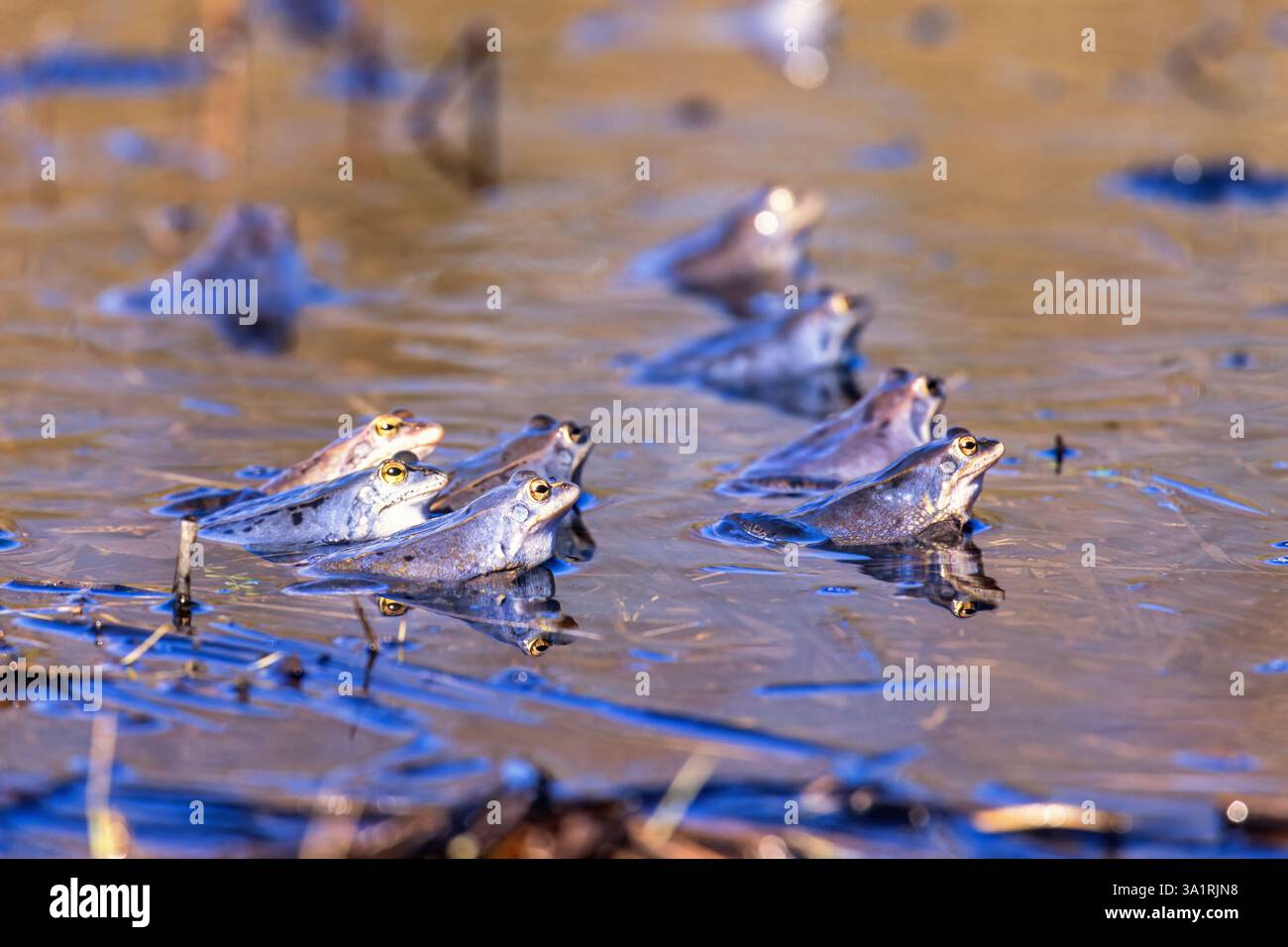 Group of Moor frogs in the water at the breeding season a sunny spring ...