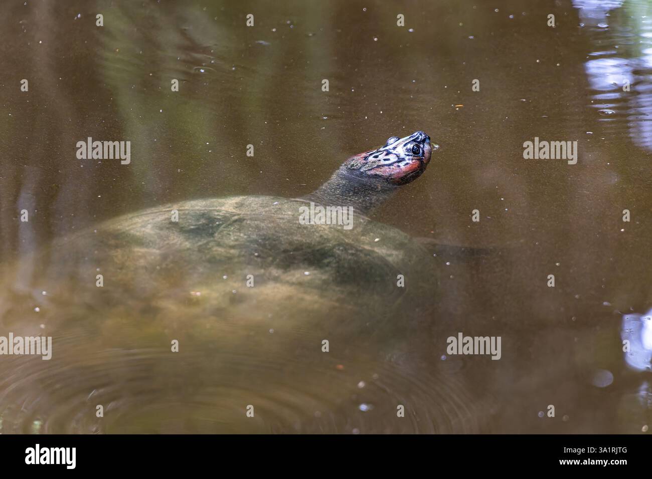The Arrau turtle, Podocnemis expansa, also known as the giant South ...