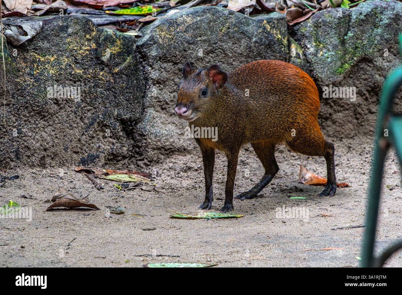 Gold rumped agouti hi-res stock photography and images - Alamy