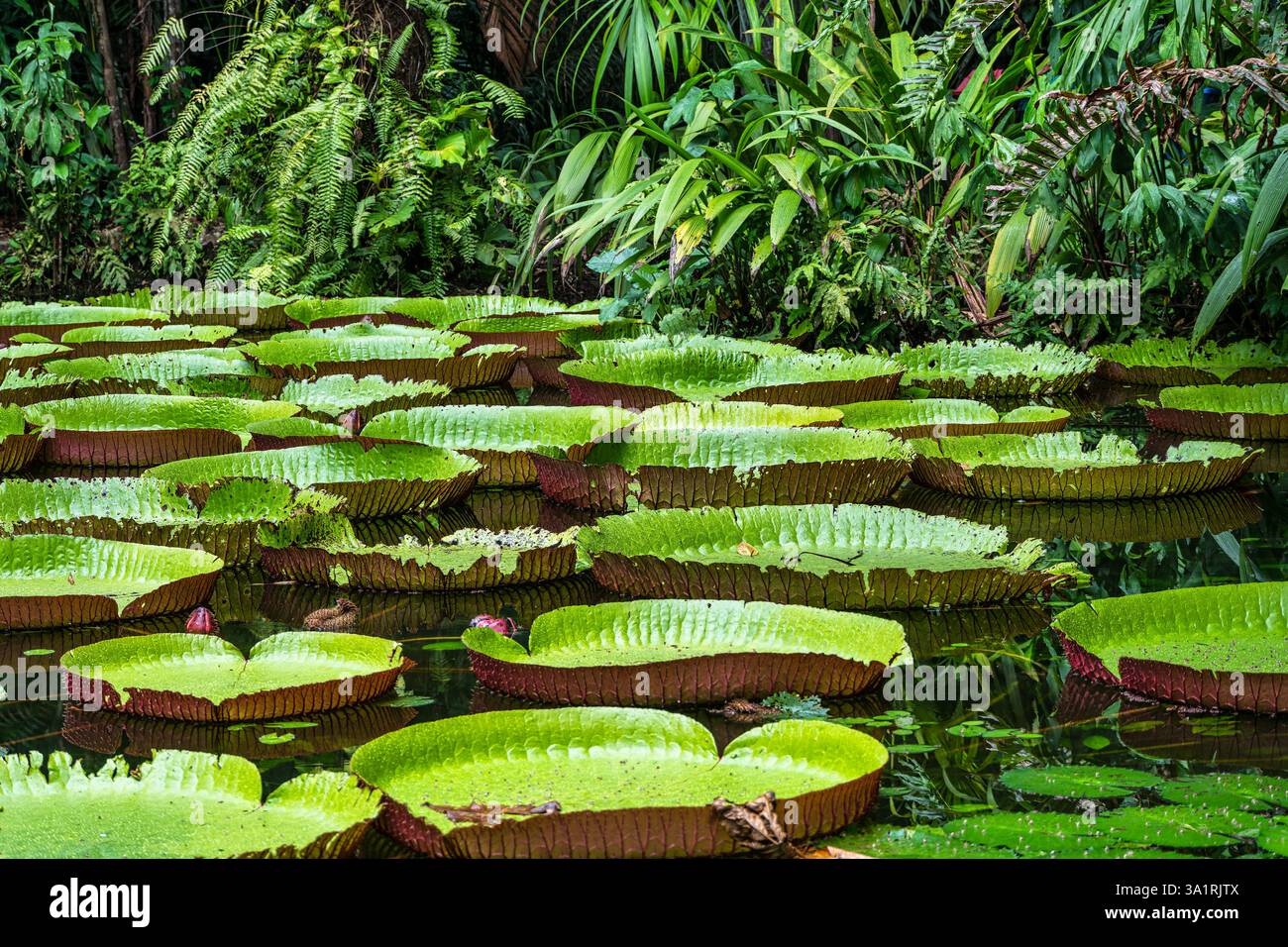 Amazonian lily in water, the largest aquatic plant in the world in ...