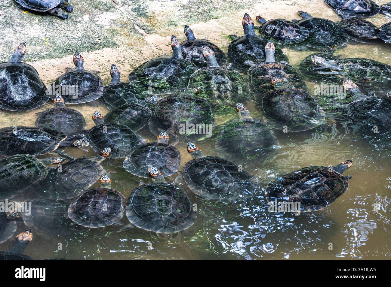 The Arrau turtle, Podocnemis expansa, also known as the giant South ...