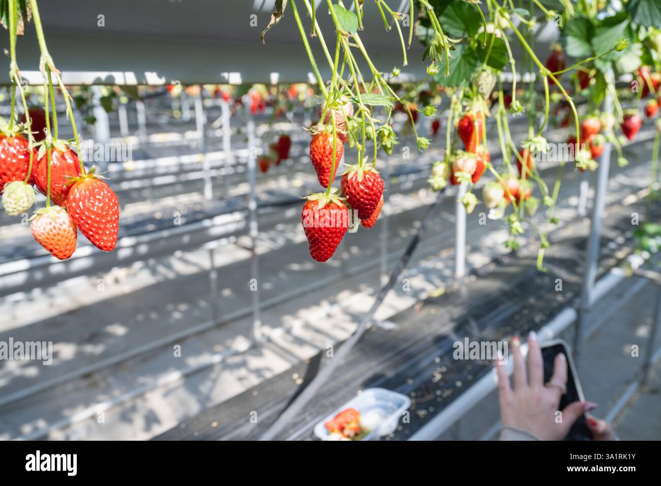 Greenhouse strawberry cultivation in Japan. Strawberry picking ...