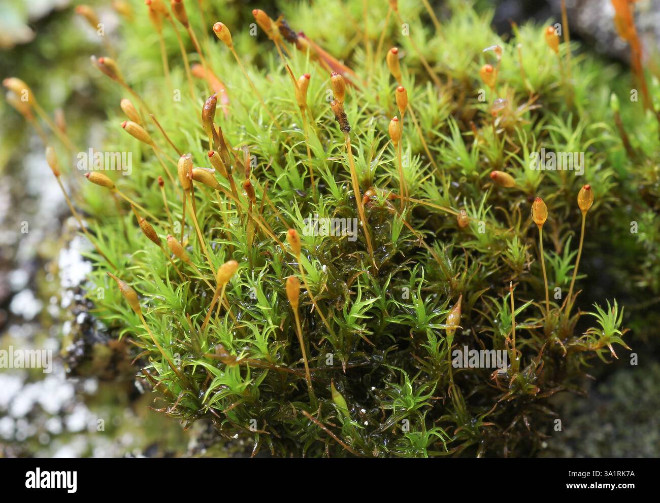 Cynodontium polycarpon with sporophytes photographed on a shady and ...