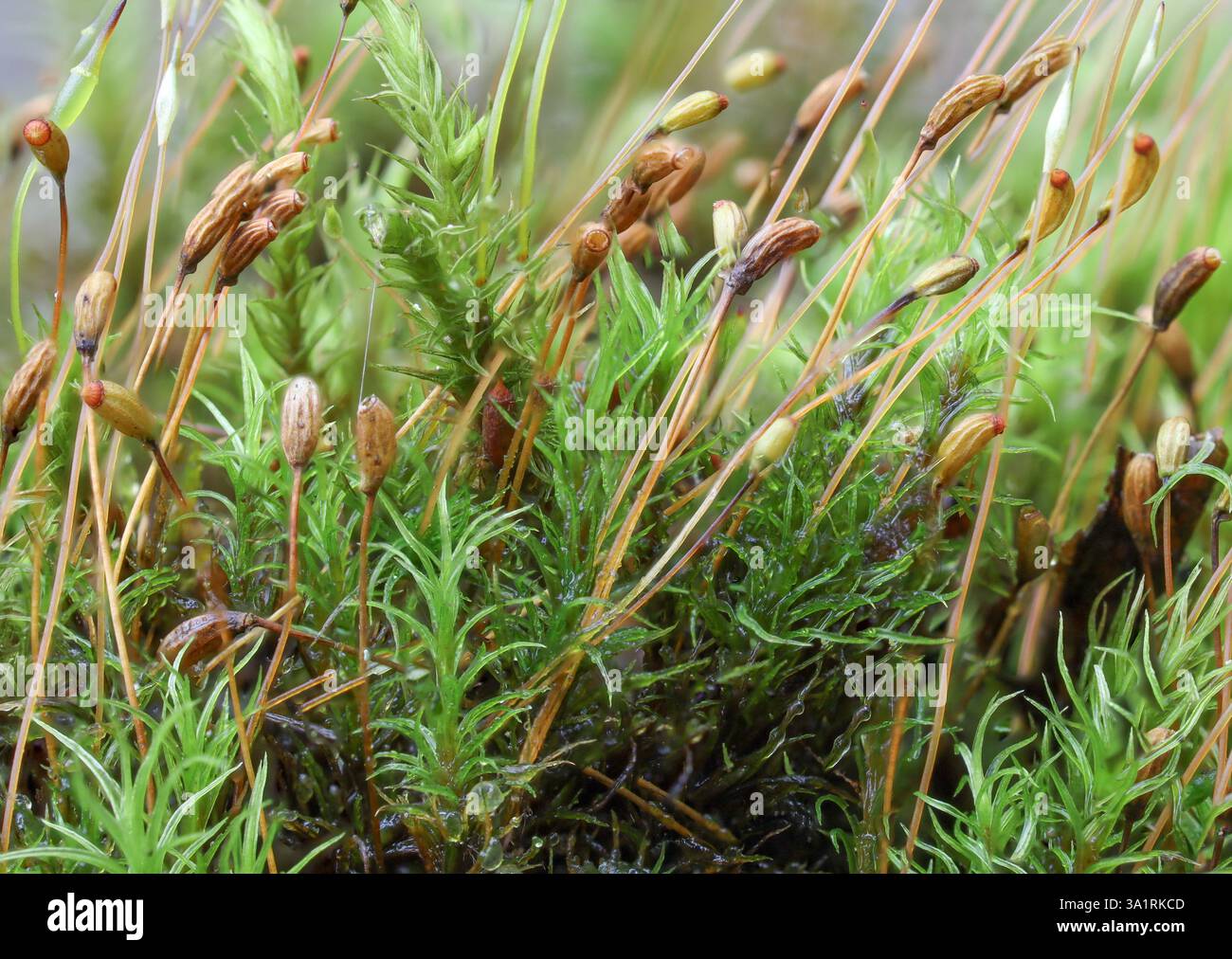 Cynodontium strumiferum with sporophytes photographed on a shady and ...