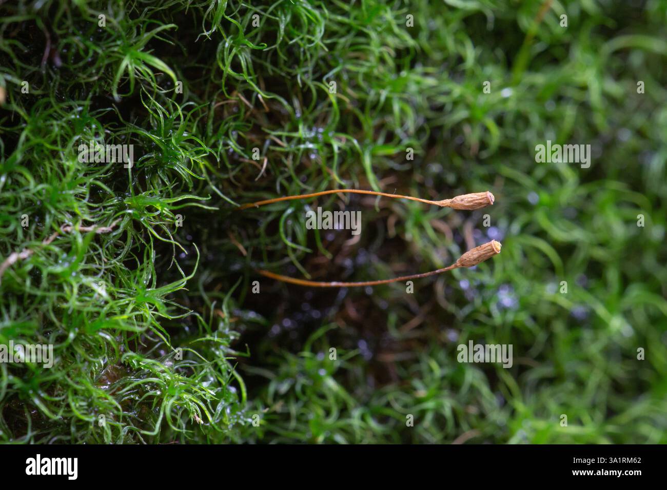 Cynodontium suecicum with sporophytes photographed on a shady and ...