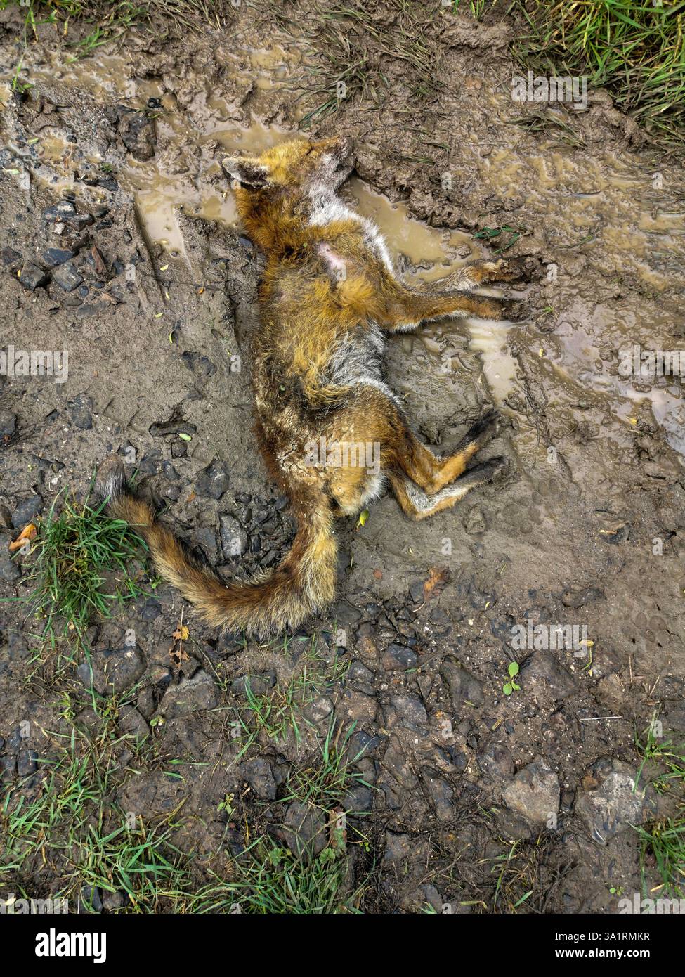 A dead fox lies on its back in a muddy area Stock Photo - Alamy