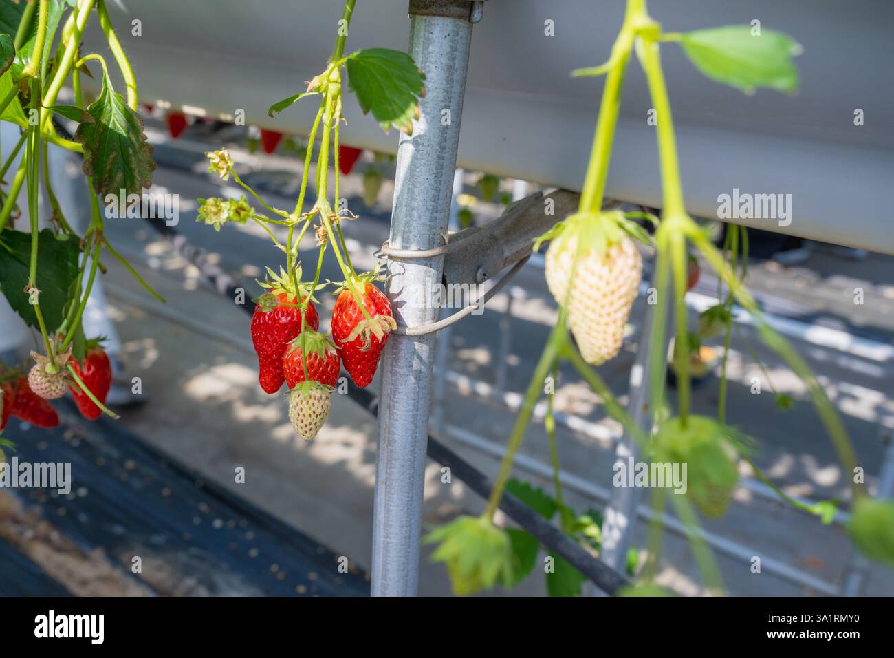 Greenhouse strawberry cultivation in Japan. Strawberry picking ...