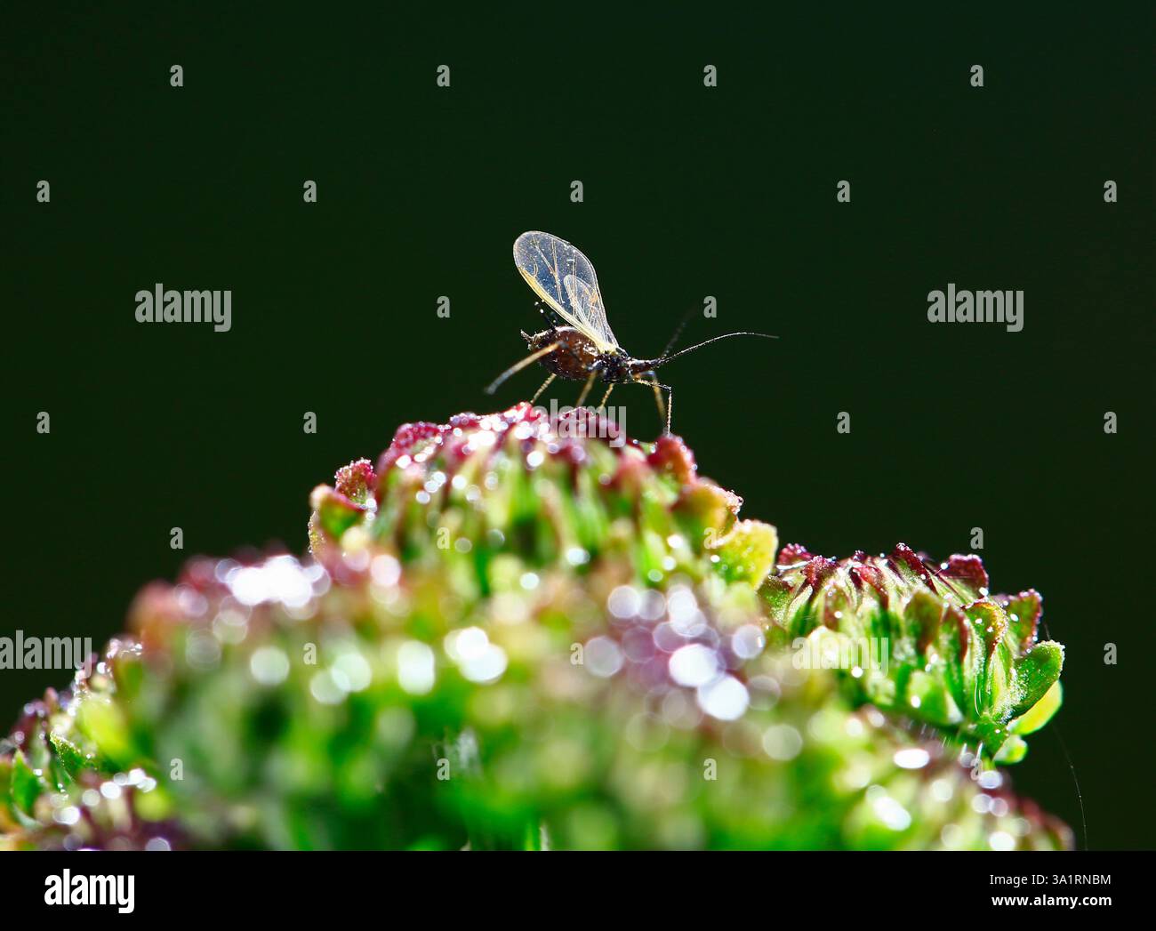 Aphids close hi-res stock photography and images - Alamy