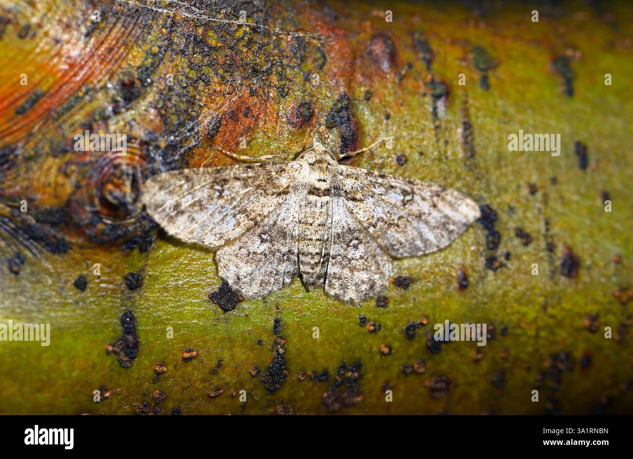 Moth insects, close-up Stock Photo - Alamy