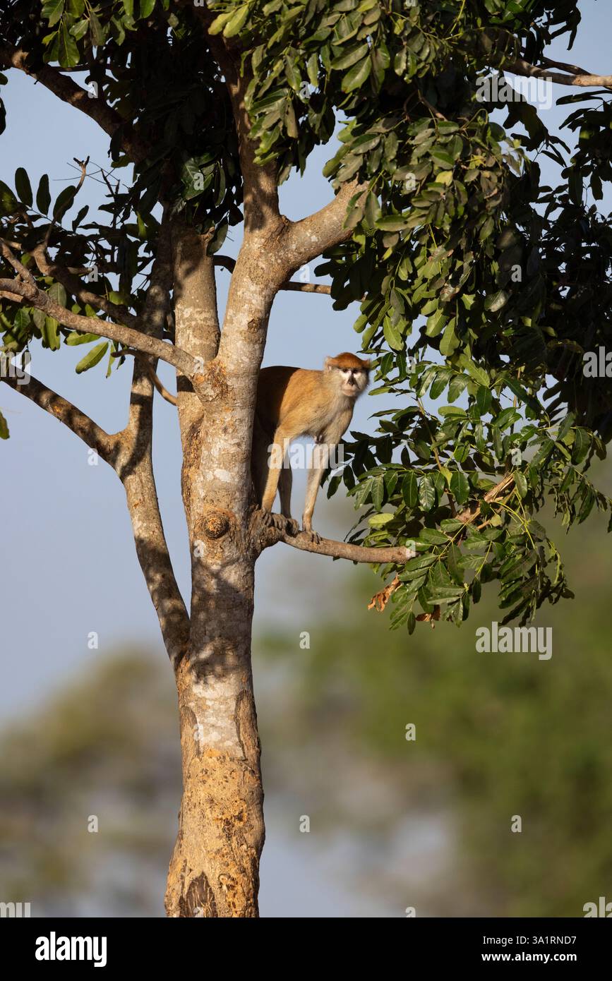 Common patas monkey Erythrocebus patas, in tree, Nambikala, Kombo East ...