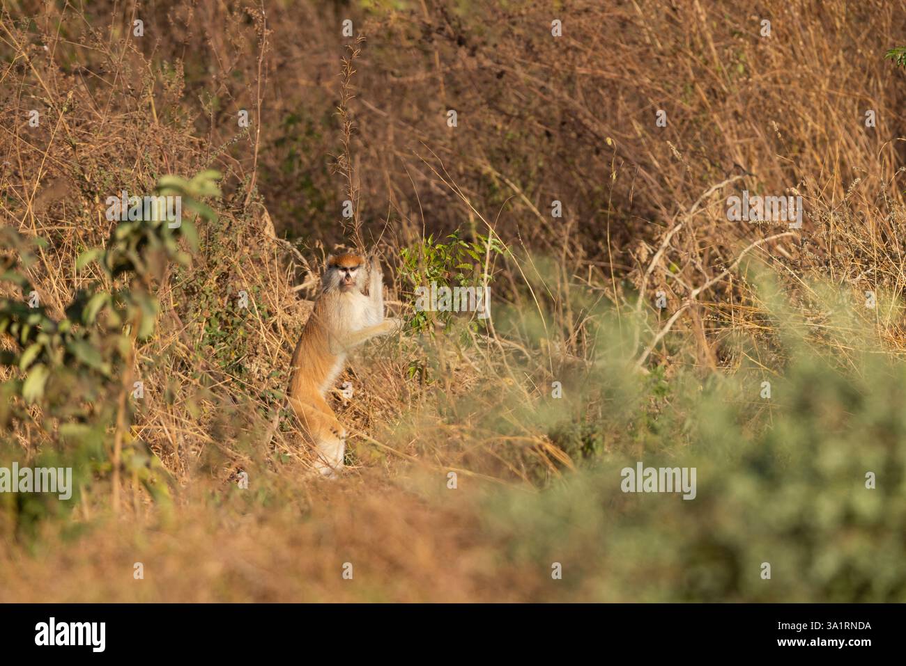 Common patas monkey Erythrocebus patas, foraging in grassland ...