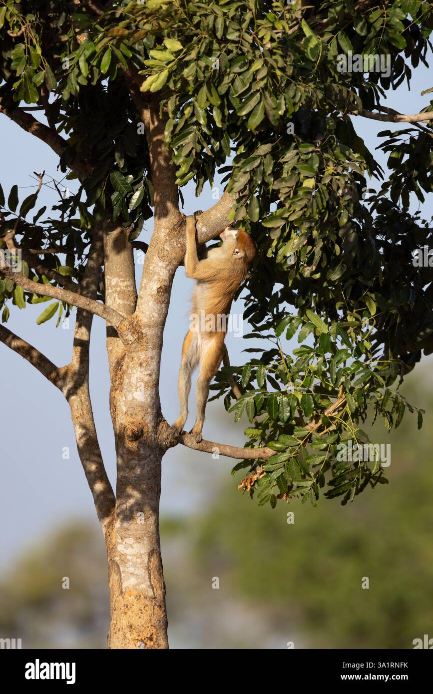 Common patas monkey Erythrocebus patas, in tree, Nambikala, Kombo East ...