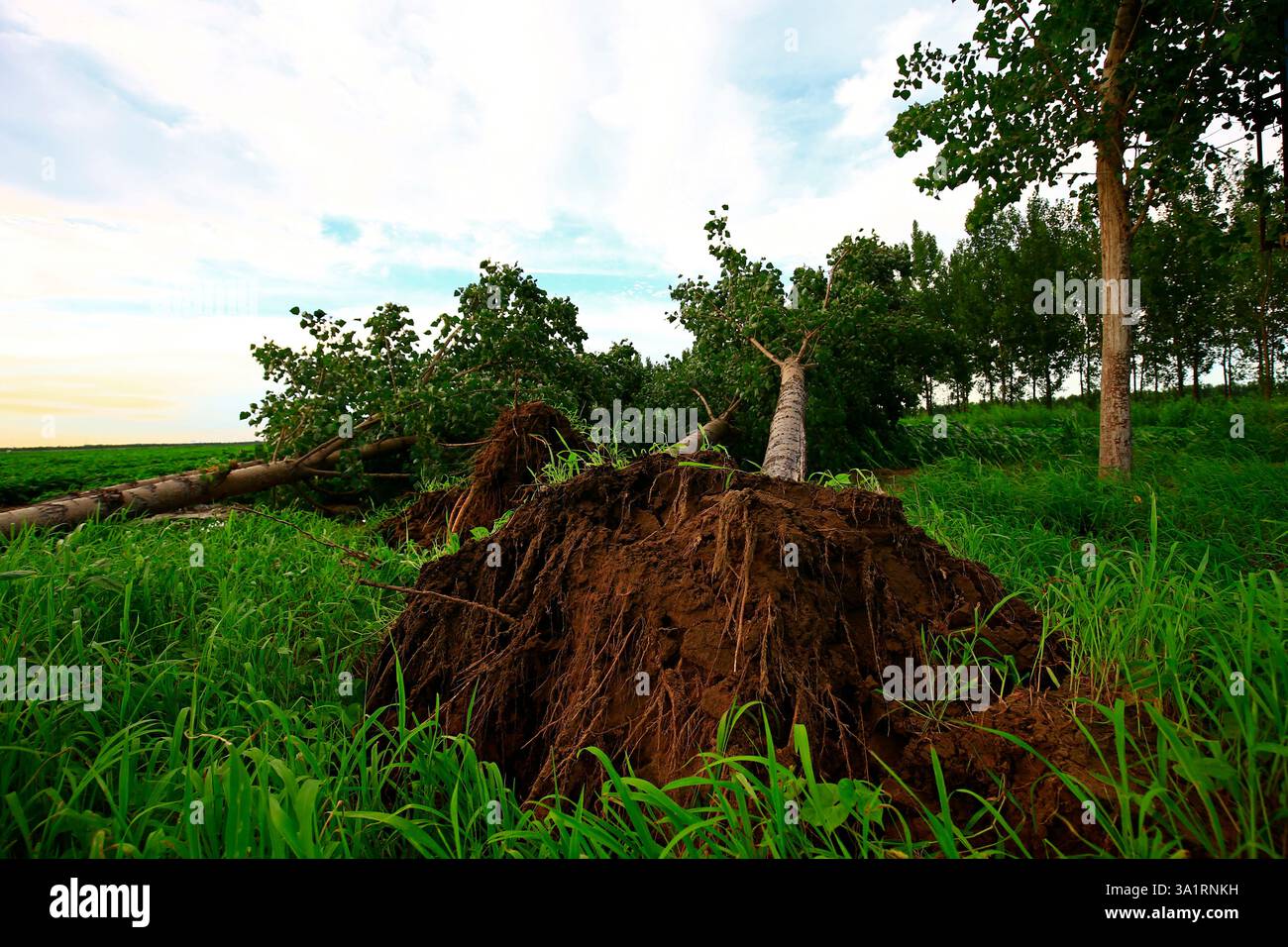 The trees make winds blow down Stock Photo - Alamy
