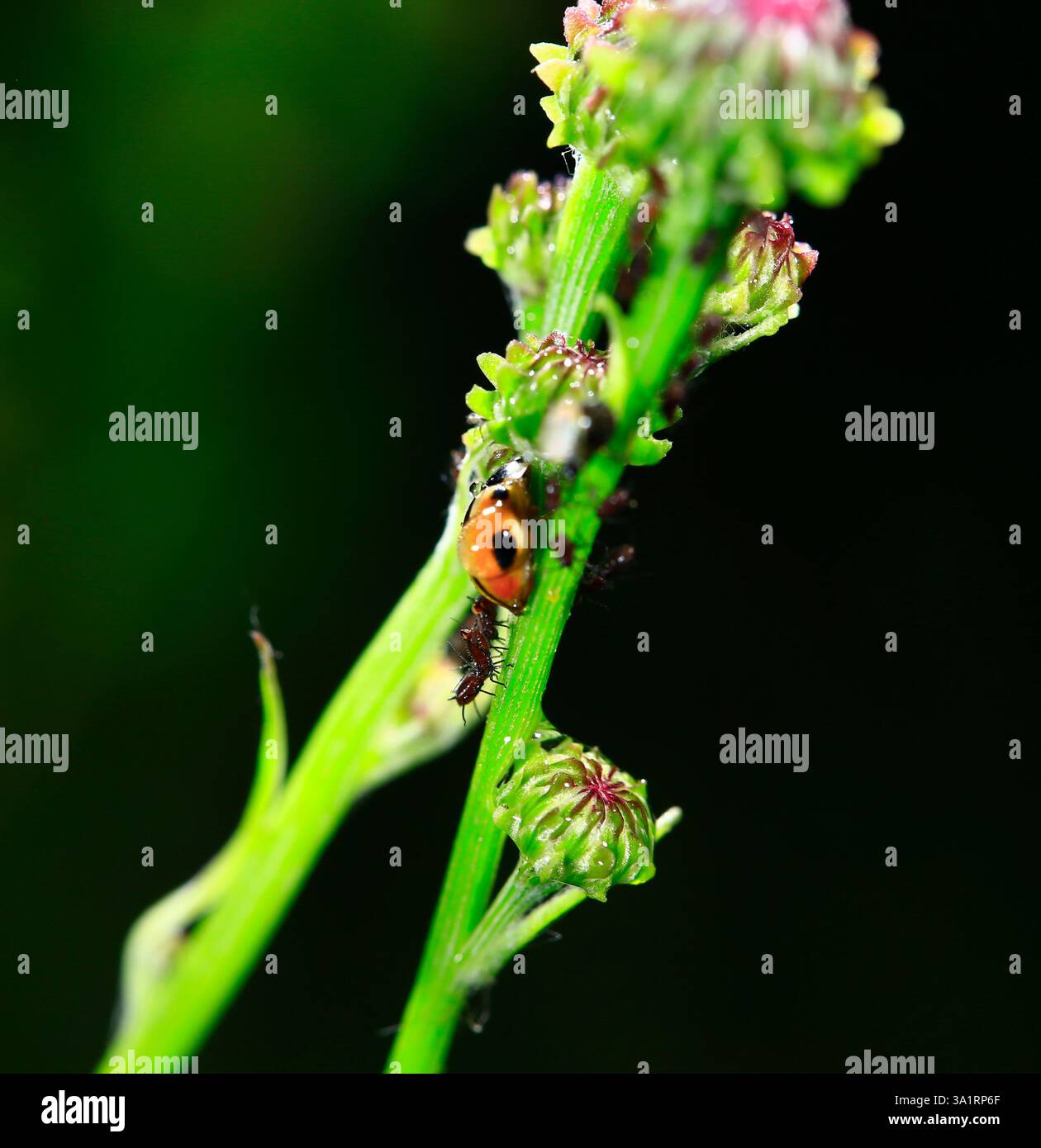 Aphids close hi-res stock photography and images - Alamy