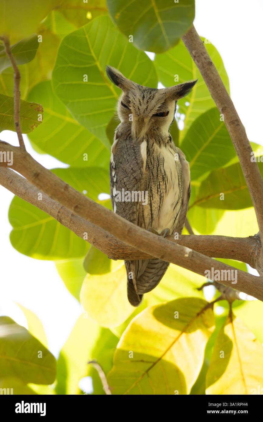 Northern white-faced owl Ptilopsis leucotis, adult roosting in tree ...
