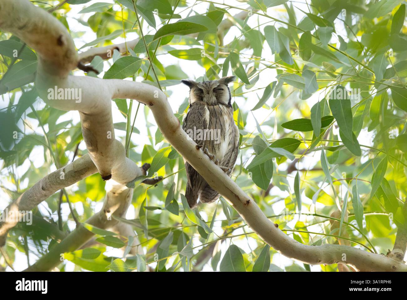 Northern white-faced owl Ptilopsis leucotis, adult roosting in tree ...
