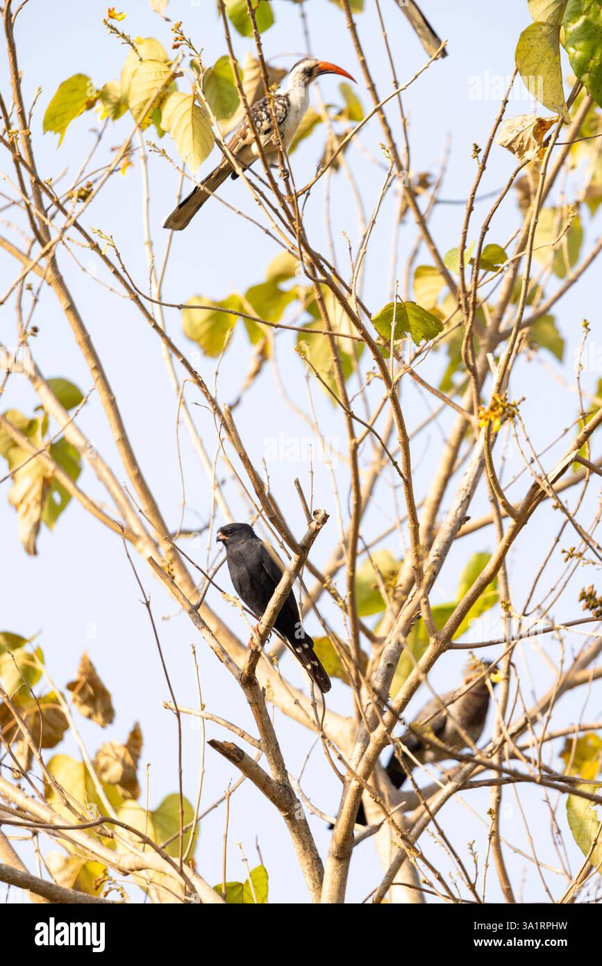 Ovambo sparrowhawk Accipiter ovampensis, adult perched in tree ...