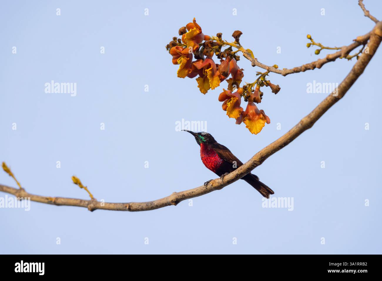 Gmelina arobrea hi-res stock photography and images - Alamy