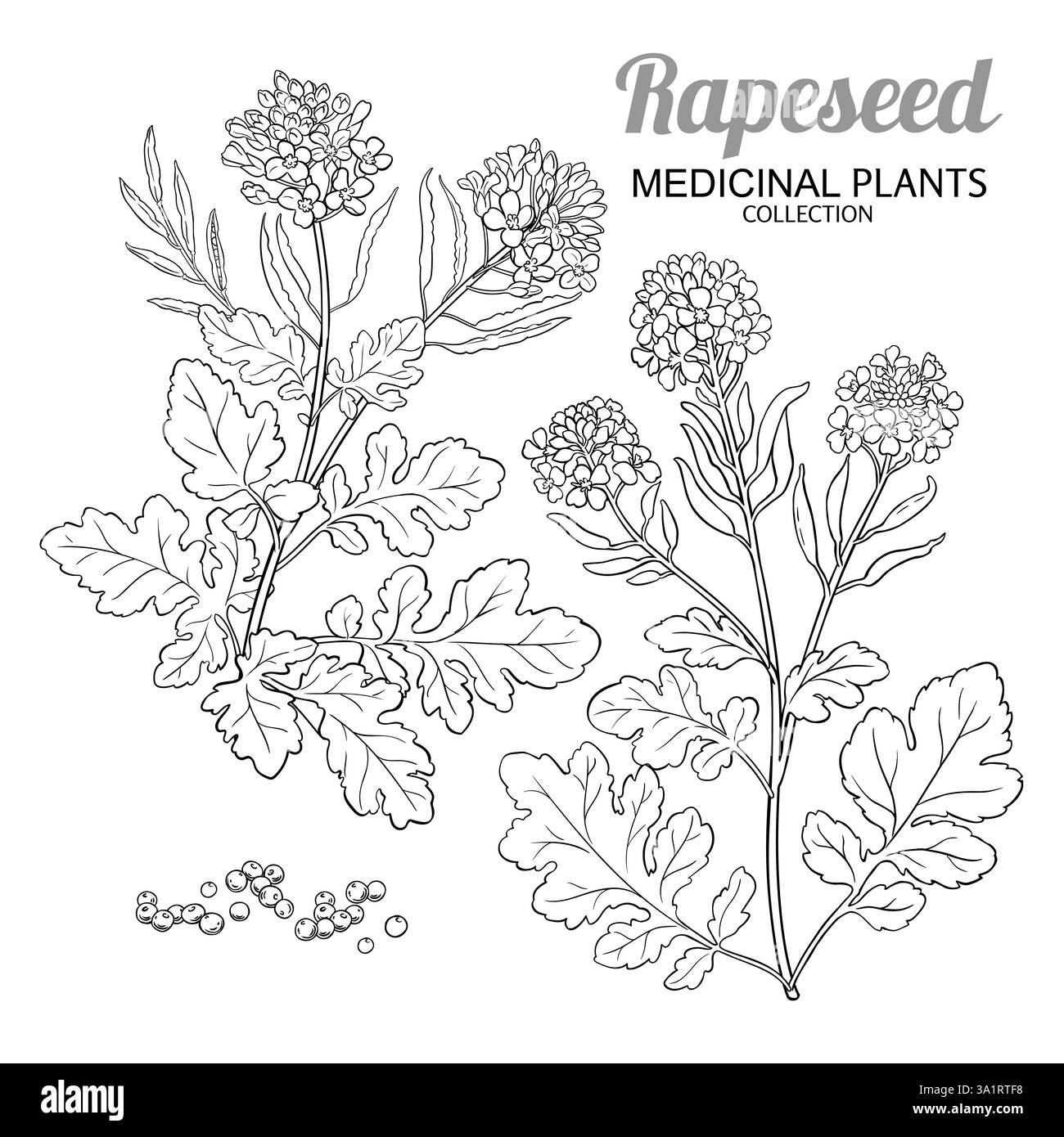 Rapeseed Plant with Flowers Outline Illustration Stock Vector Image ...