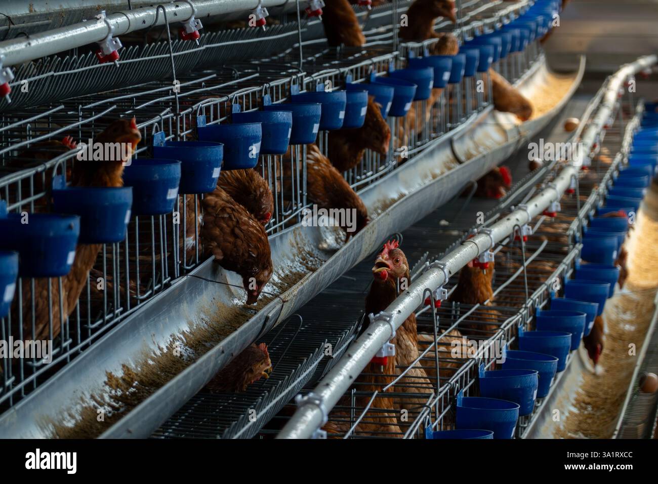 Modern chicken poultry farm, with automated drinking watering system ...
