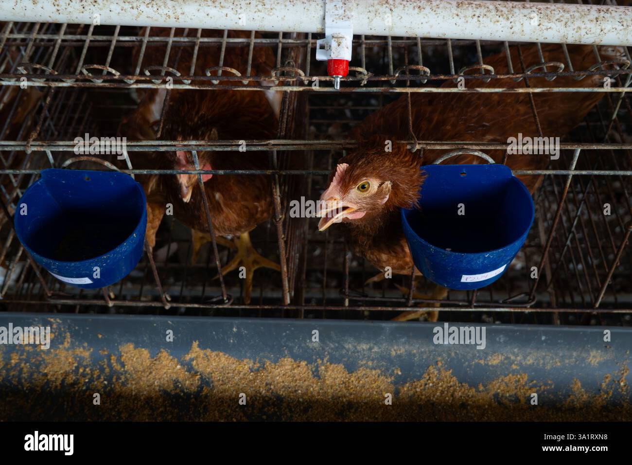 Modern chicken poultry farm, with automated drinking watering system ...