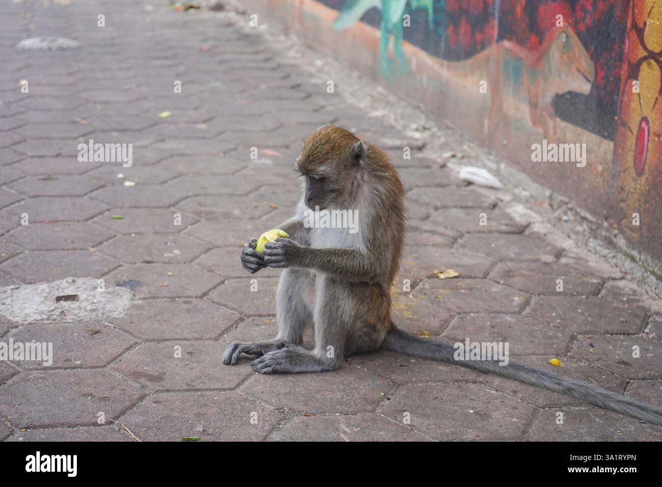 Kuala Lumpur, Malaysia 10 March 2025. A long tailed macaque monkey ...