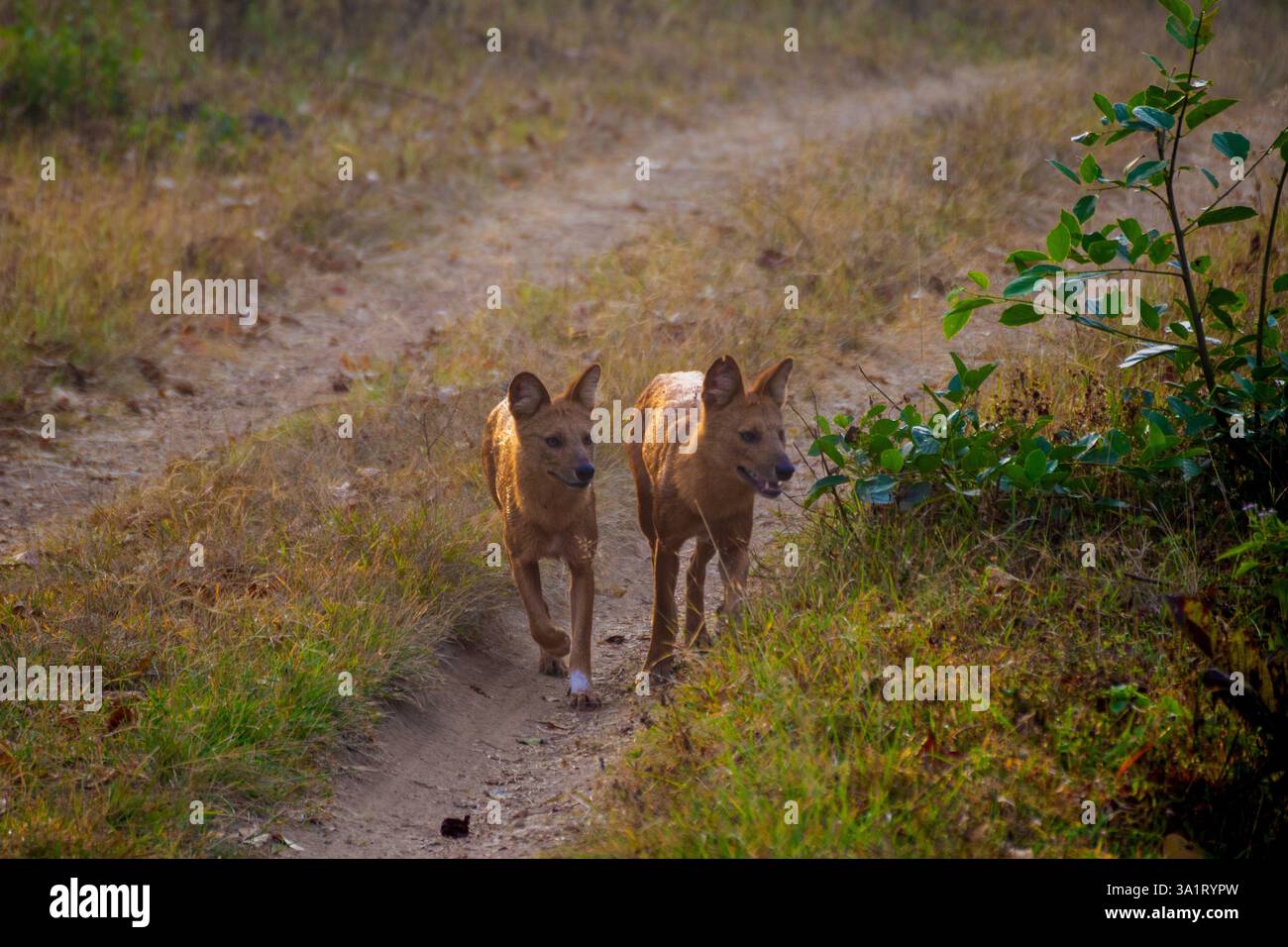 Two Dholes or Asiatic wild dogs spotted in a jungle during a safari ...