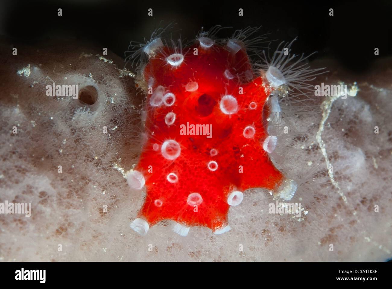 Symbiosis between Crown Jellyfish larva, Nausithoe punctata, on Sponge ...