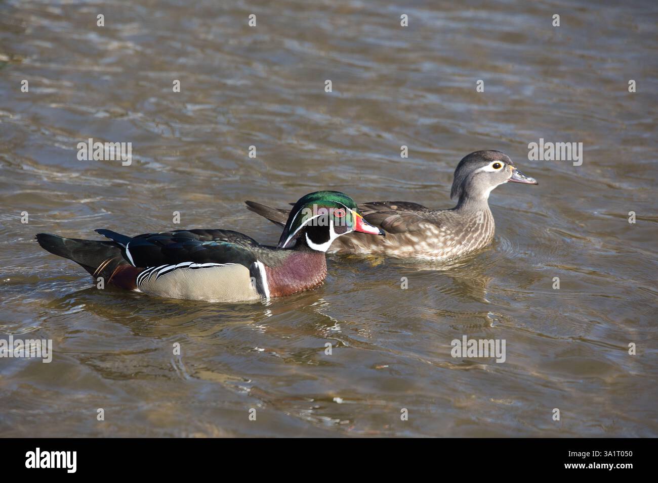 a close up of a male and female wood duck also known as a Carolina duck ...