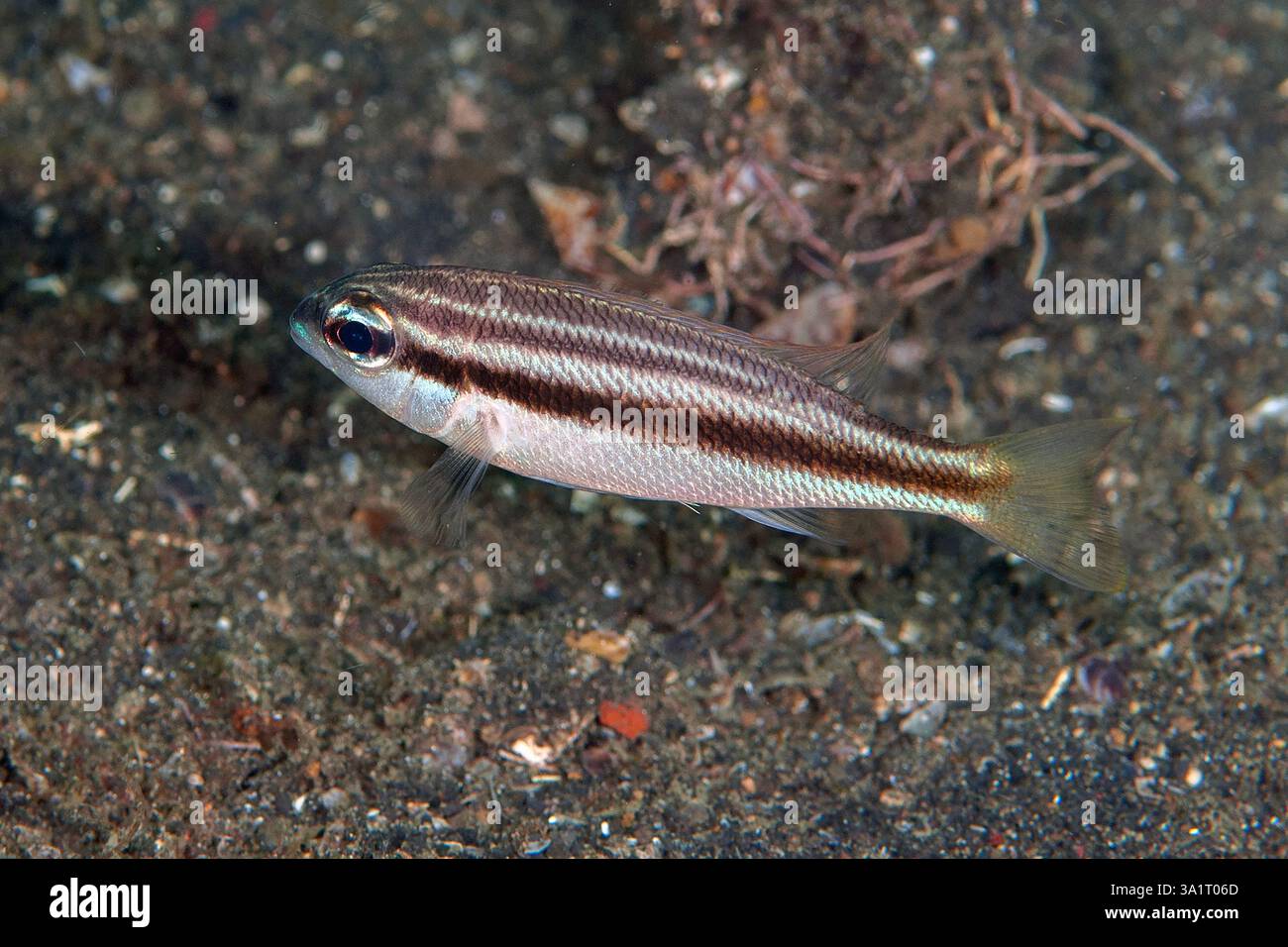 Juvenile Pale Monocle Bream, Scolopsis affinis, on sand, Jahir dive ...