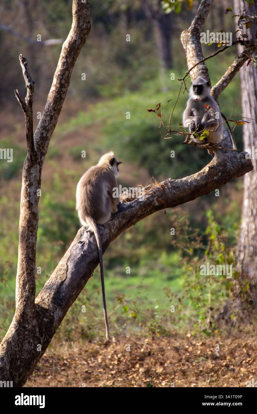 Indian monkeys sitting on tree hi-res stock photography and images - Alamy