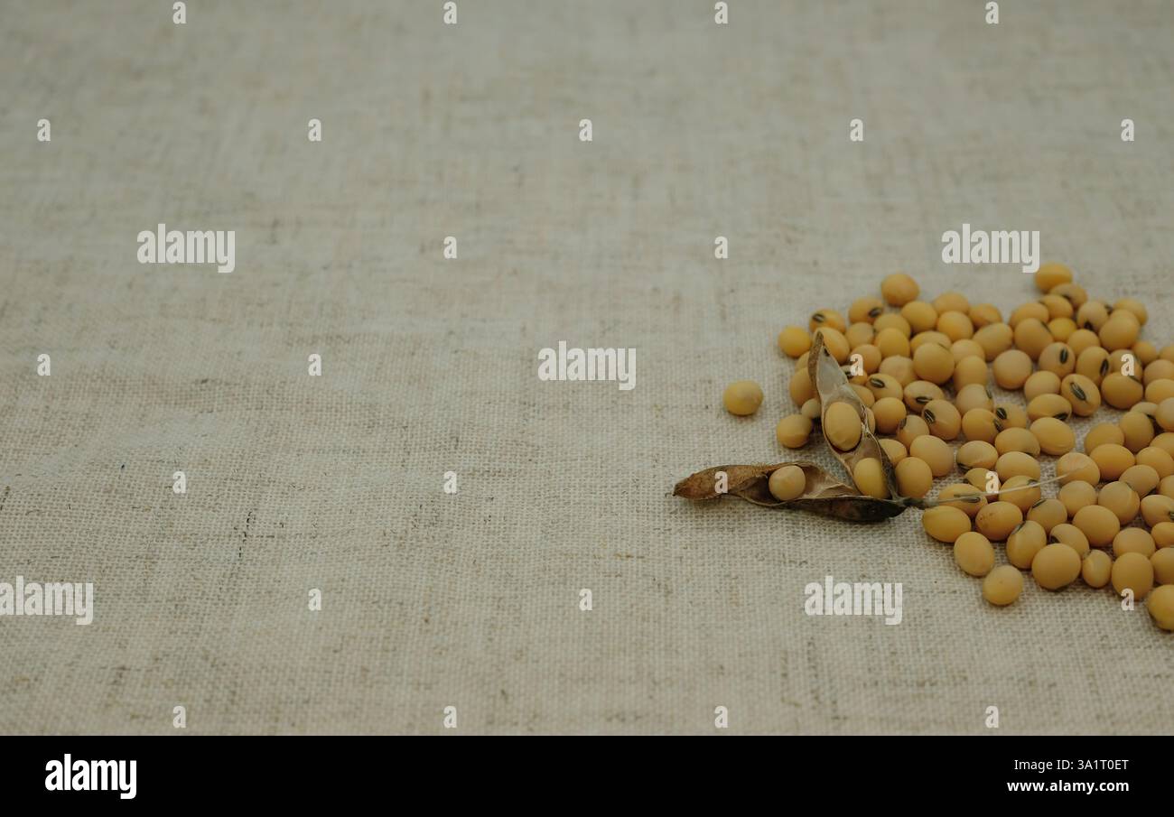 Soybean Pods and Beans on a Linen Fabric. Protein Plant for Health Food ...