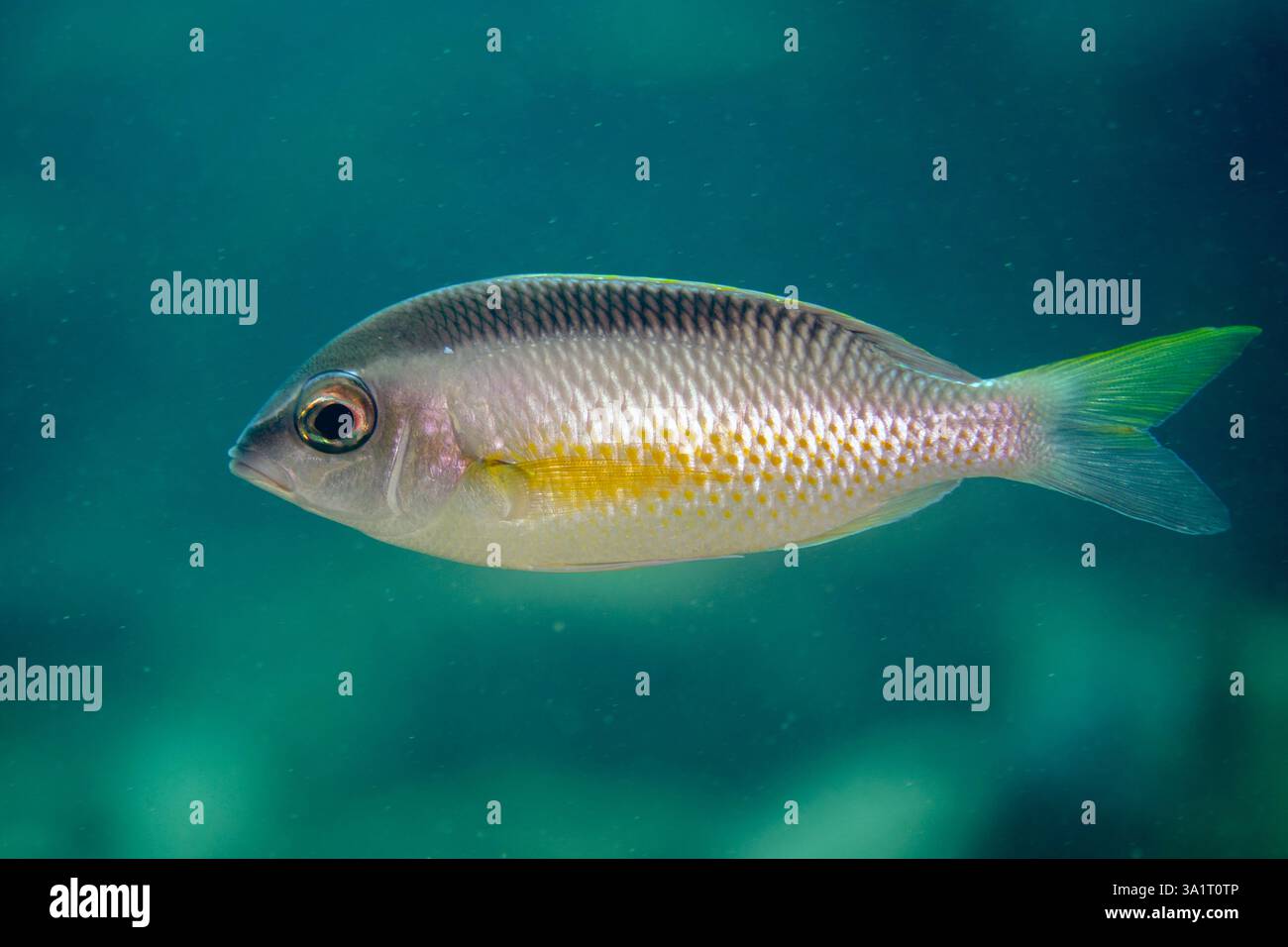 Pearly Monocle Bream, Scolopsis margaritifer, Pulau Viawar dive site ...