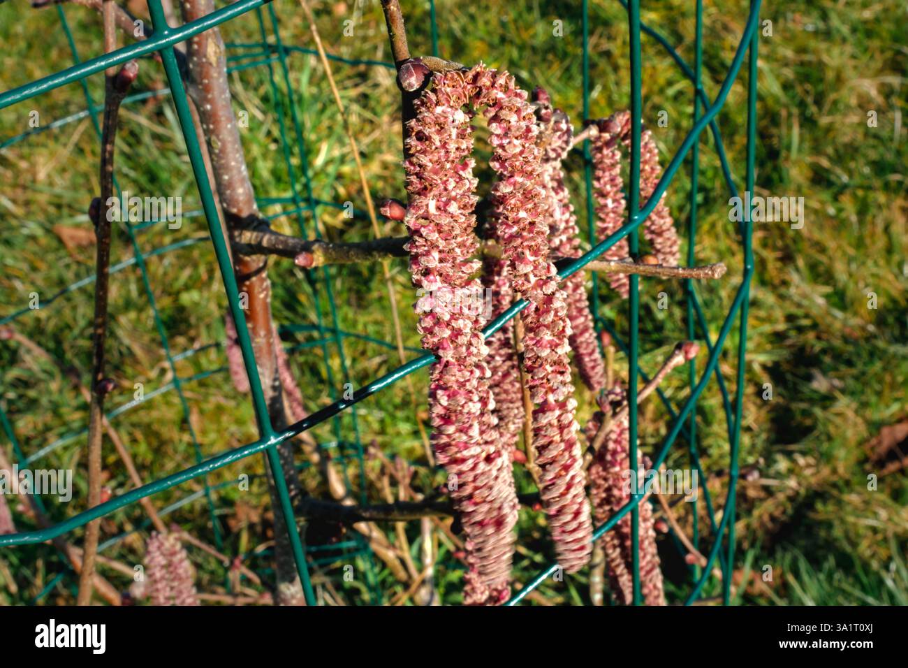 Red catkin of purple hazel, edible male flower in late winter and early ...