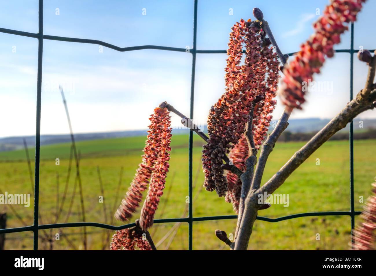 Red catkin of purple hazel, edible male flower in late winter and early ...