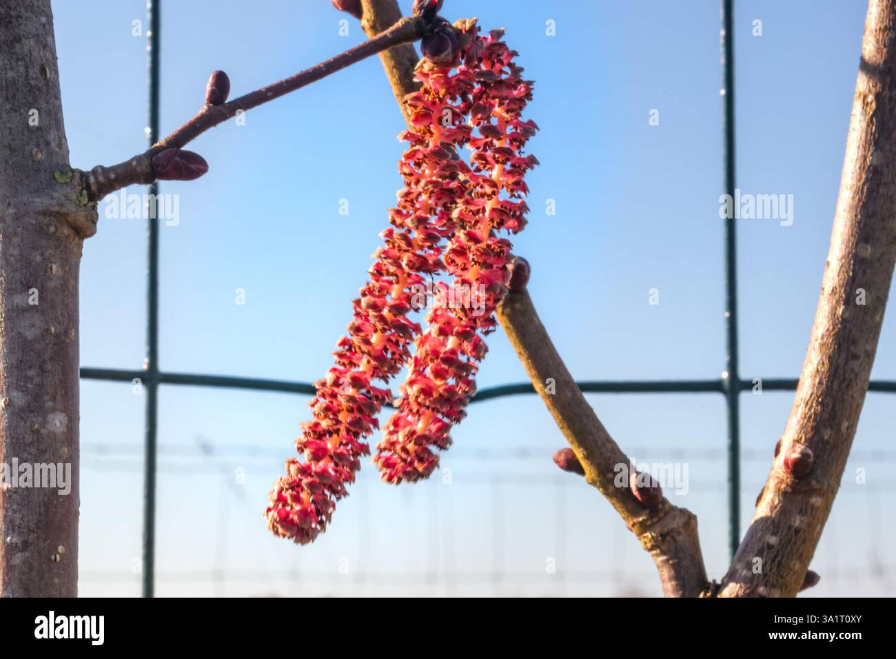 Red catkin of purple hazel, edible male flower in late winter and early ...