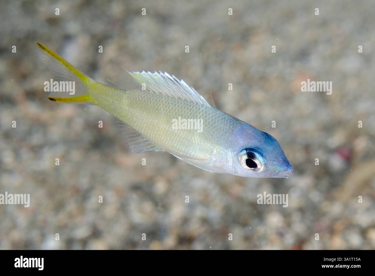 Juvenile Humpnose Bigeye Bream, Monotaxis grandoculis, Muka Linggua ...