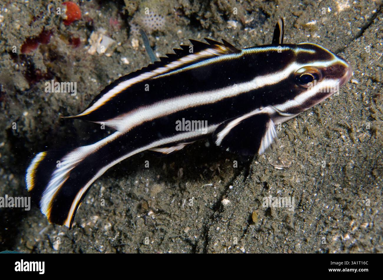 Juvenile Silver Sweetlips, Diagramma pictum, Laha dive site, Ambon ...