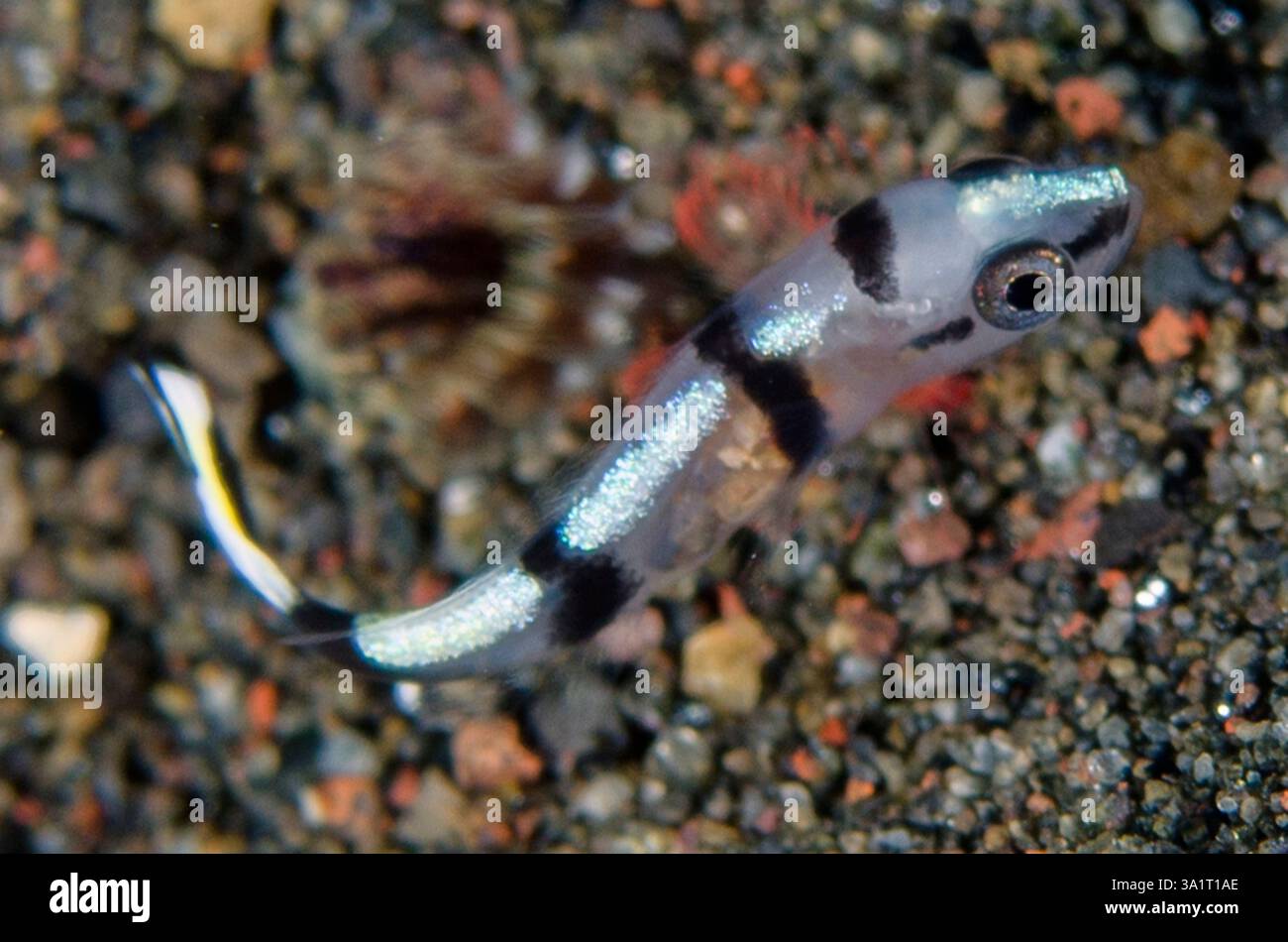 Juvenile Painted Sweetlips, Diagramma pictum, Bulaken dive site, Seraya ...