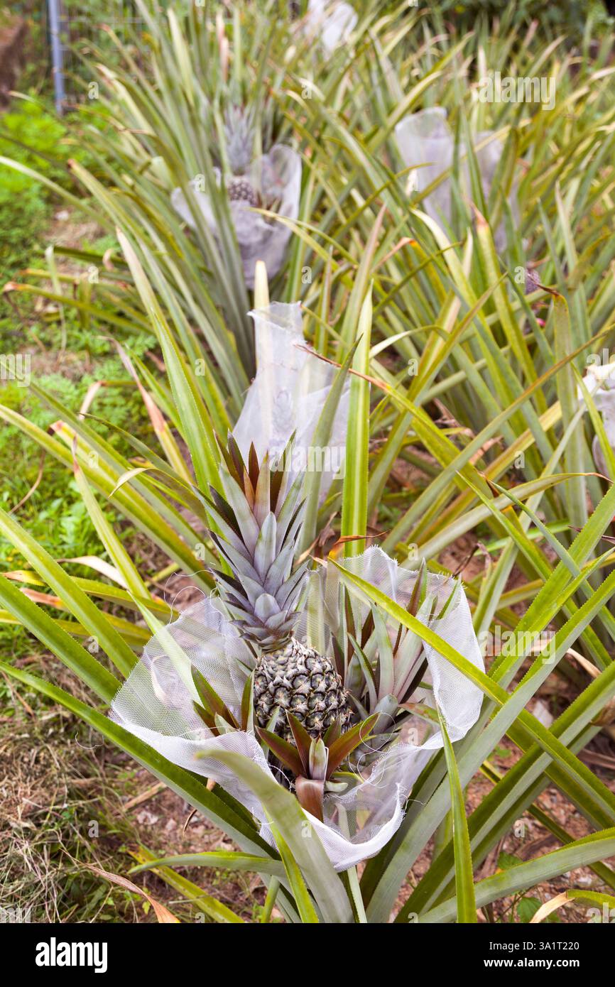 Young pineapple fruit, protected with mesh from pests Stock Photo - Alamy