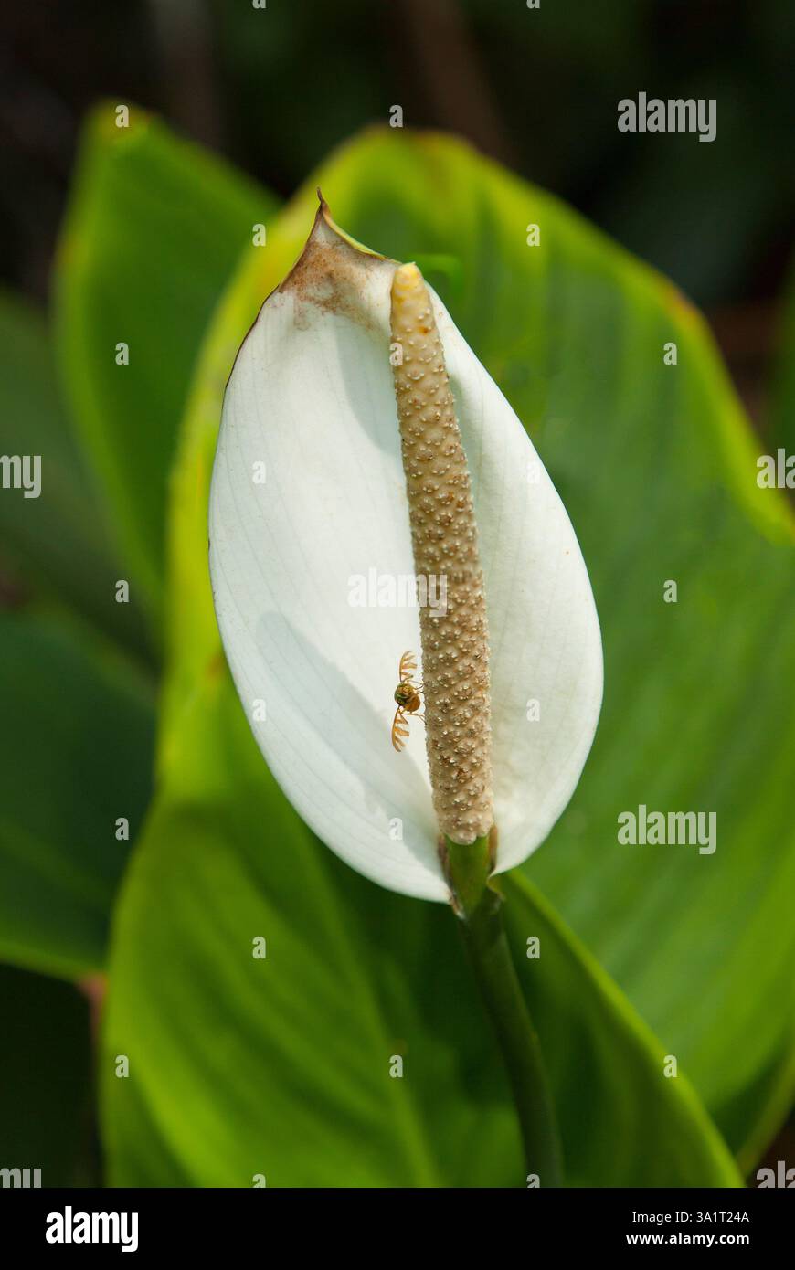 Anthurium, also known as flamingo lily, Asian Papaya Fruit fly ...